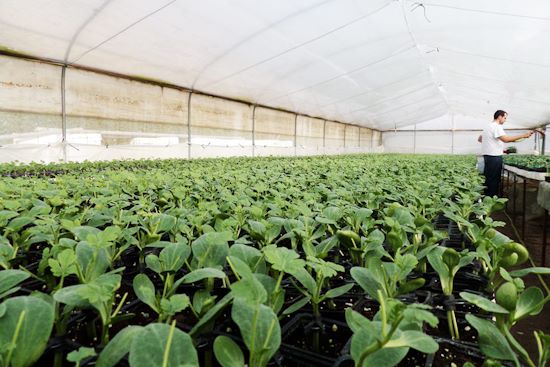 Farms - PANKO Fruits